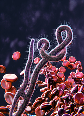 Ebolavaccin gav immunsvar hos människa – Läkartidningen